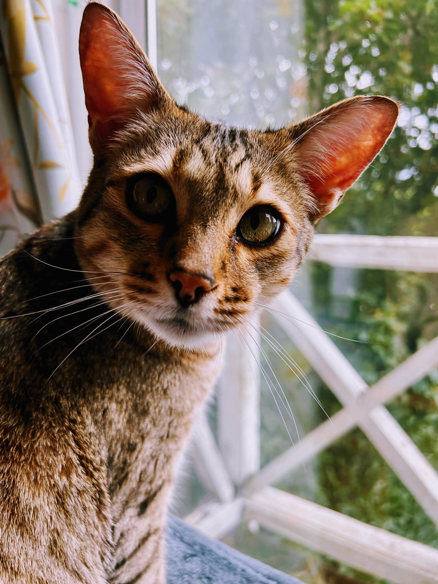 Home - Pushkin The Savannah Cat